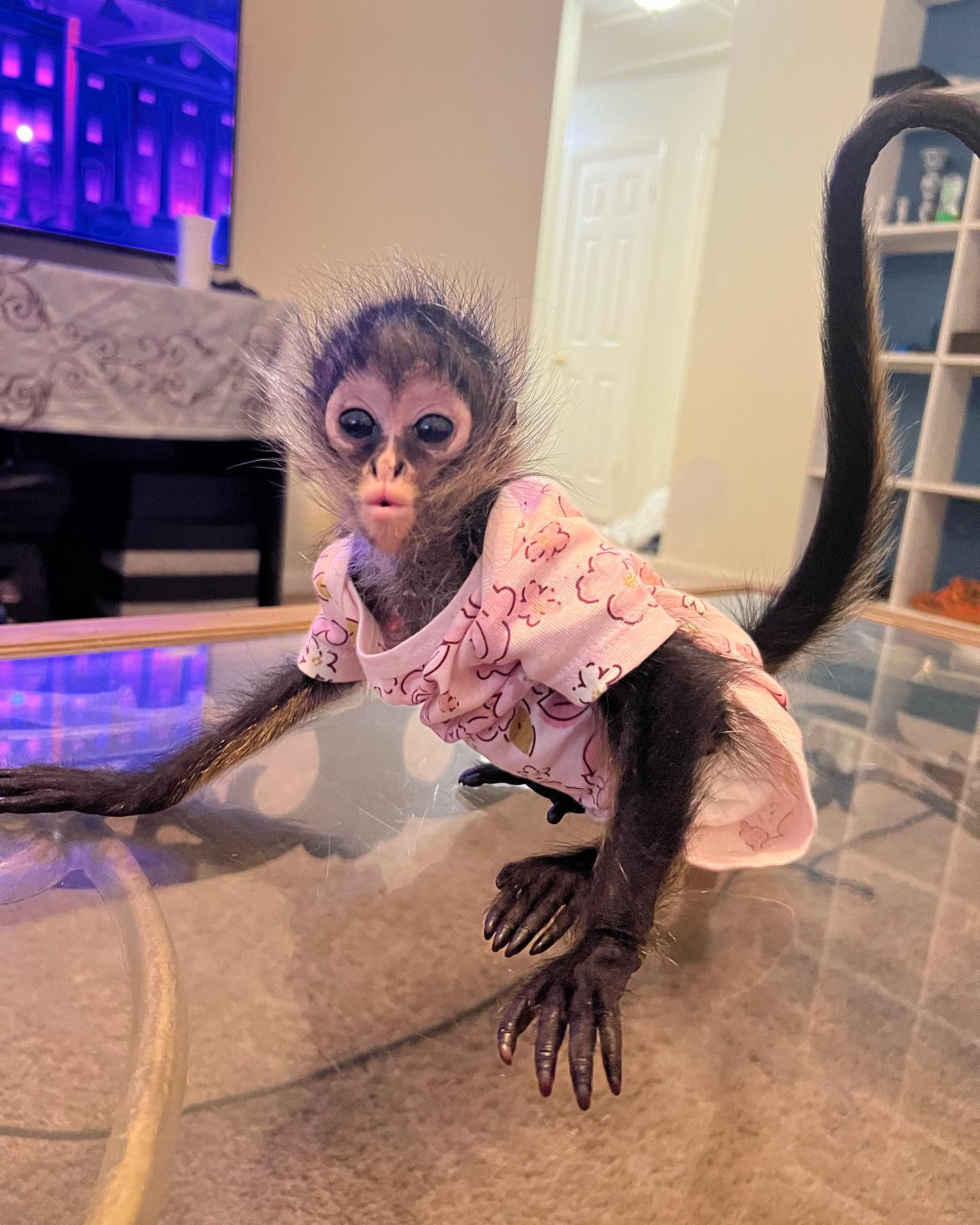 Spider Monkey For Sale - exoticpetsavenue.com