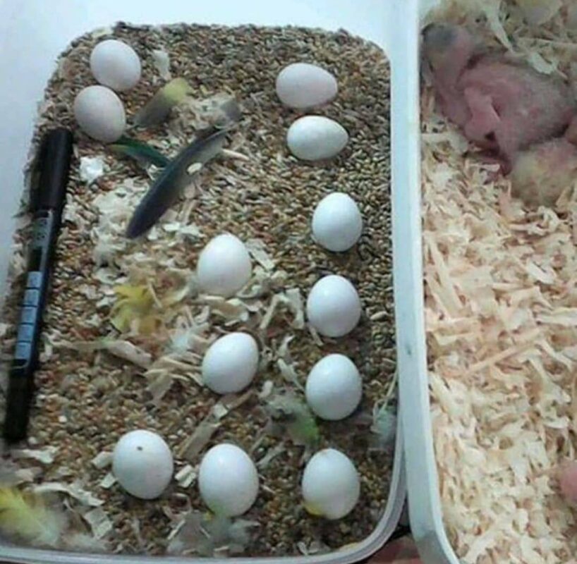 Big Bear Bald Eagle Eggs Exoticpetsavenue