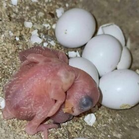 Classic Shop - exoticpetsavenue.com